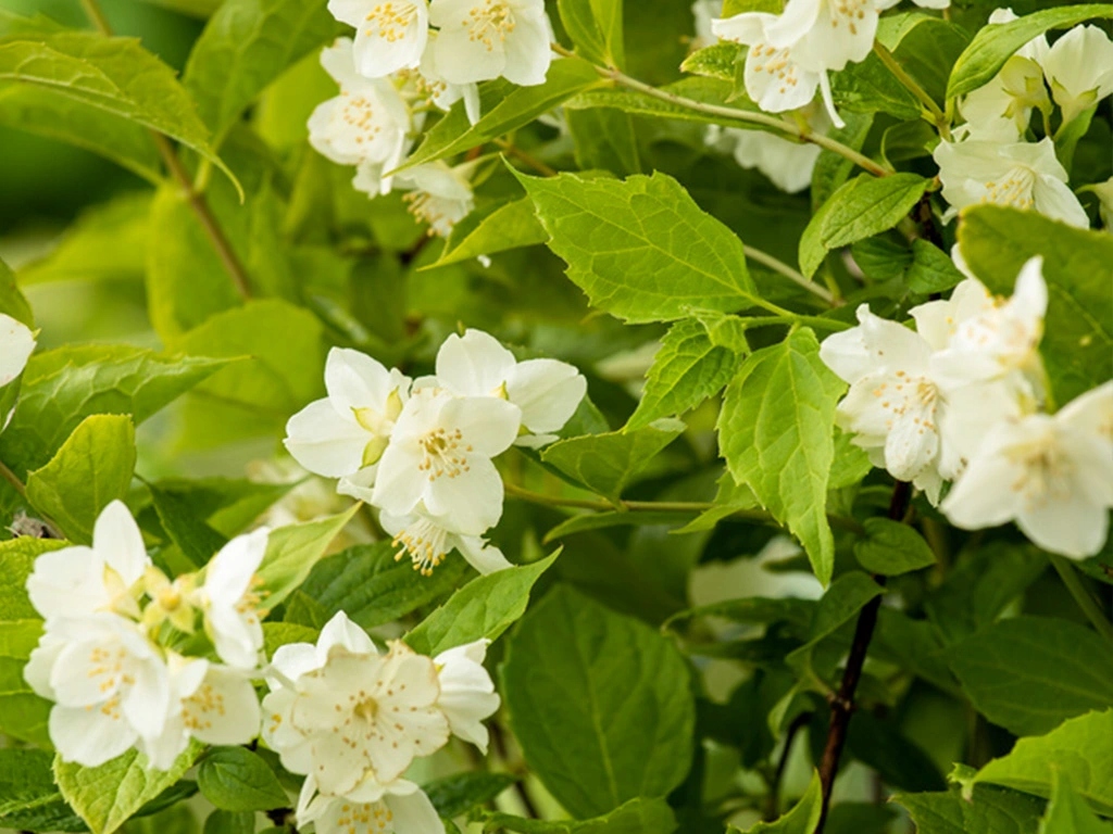 JAŚMINOWIEC WONNY KRZEW OZDOBNY SADZONKA DONICA P9 • Cena, Opinie ...