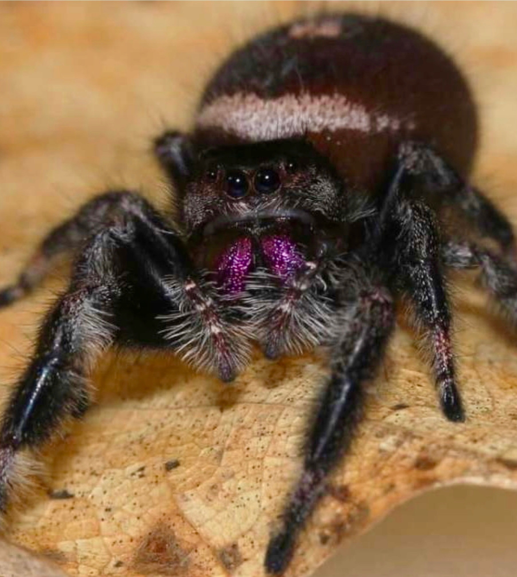 L3 ANDROS + terrarium RARYTAS! skakuny DARK FORM Phidippus Regius ...