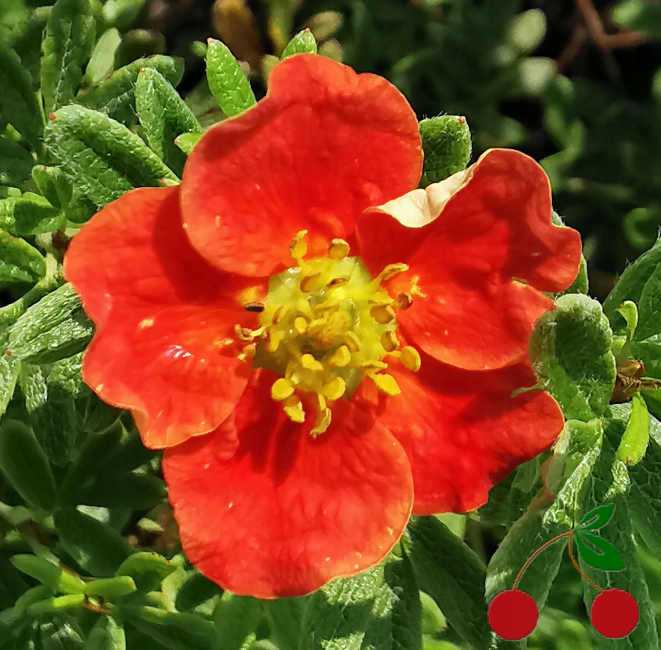 PIĘCIORNIK sadzonka w pojemniku 1-2l 20-30 cm • Cena, Opinie • Drzewa i ...