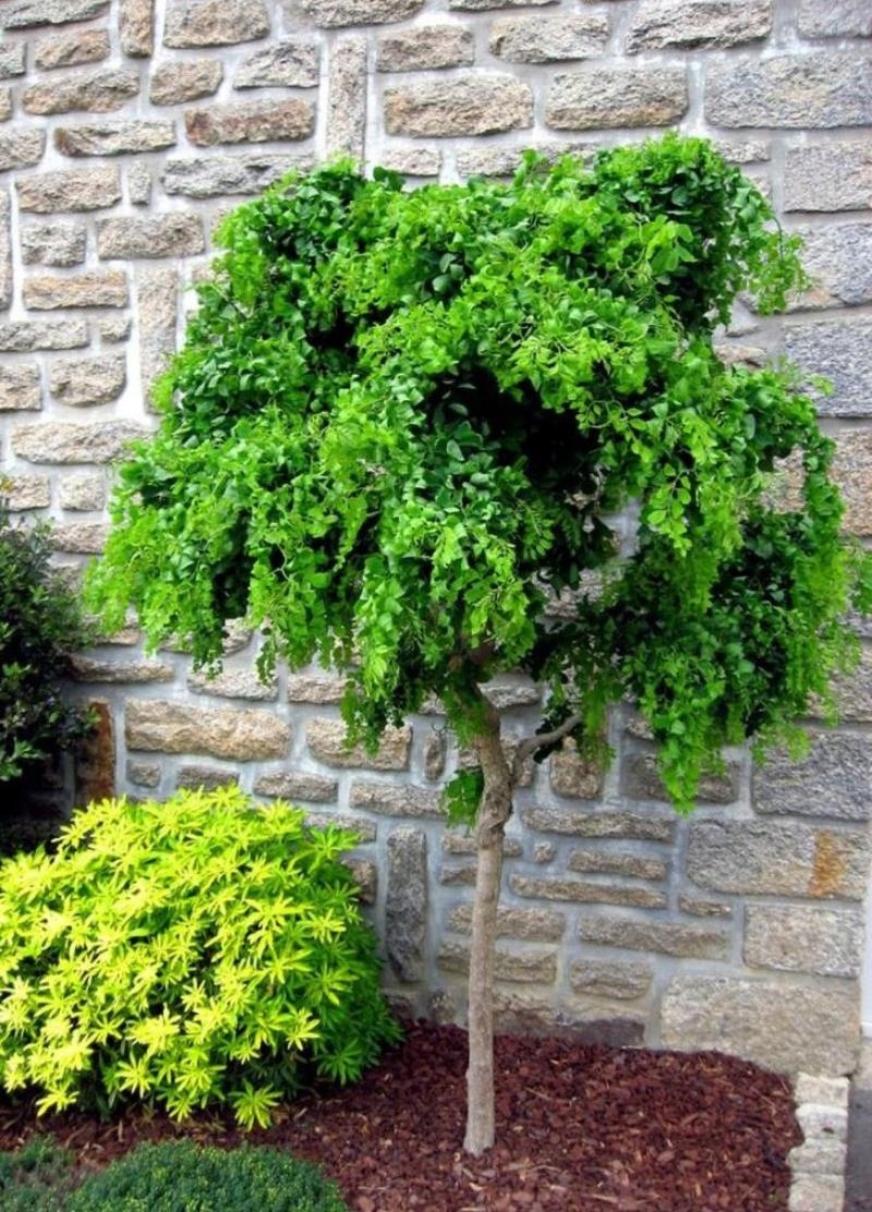 Robinia akacjowa TORTUOSA Akacja SADZONKA NA PNIU (sadzonki akacji ...