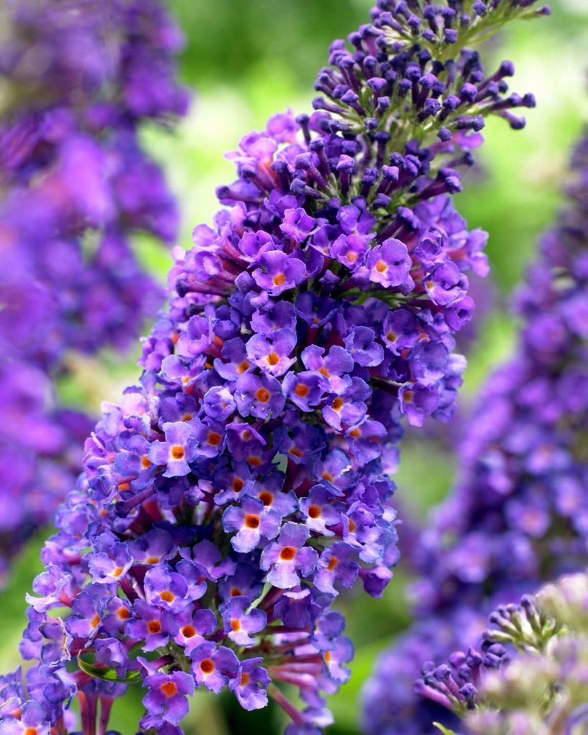 BUDDLEJA DAVIDII 'EMPIRE BLUE' BUDLEJA DAWIDA • Cena, Opinie • Drzewa i ...