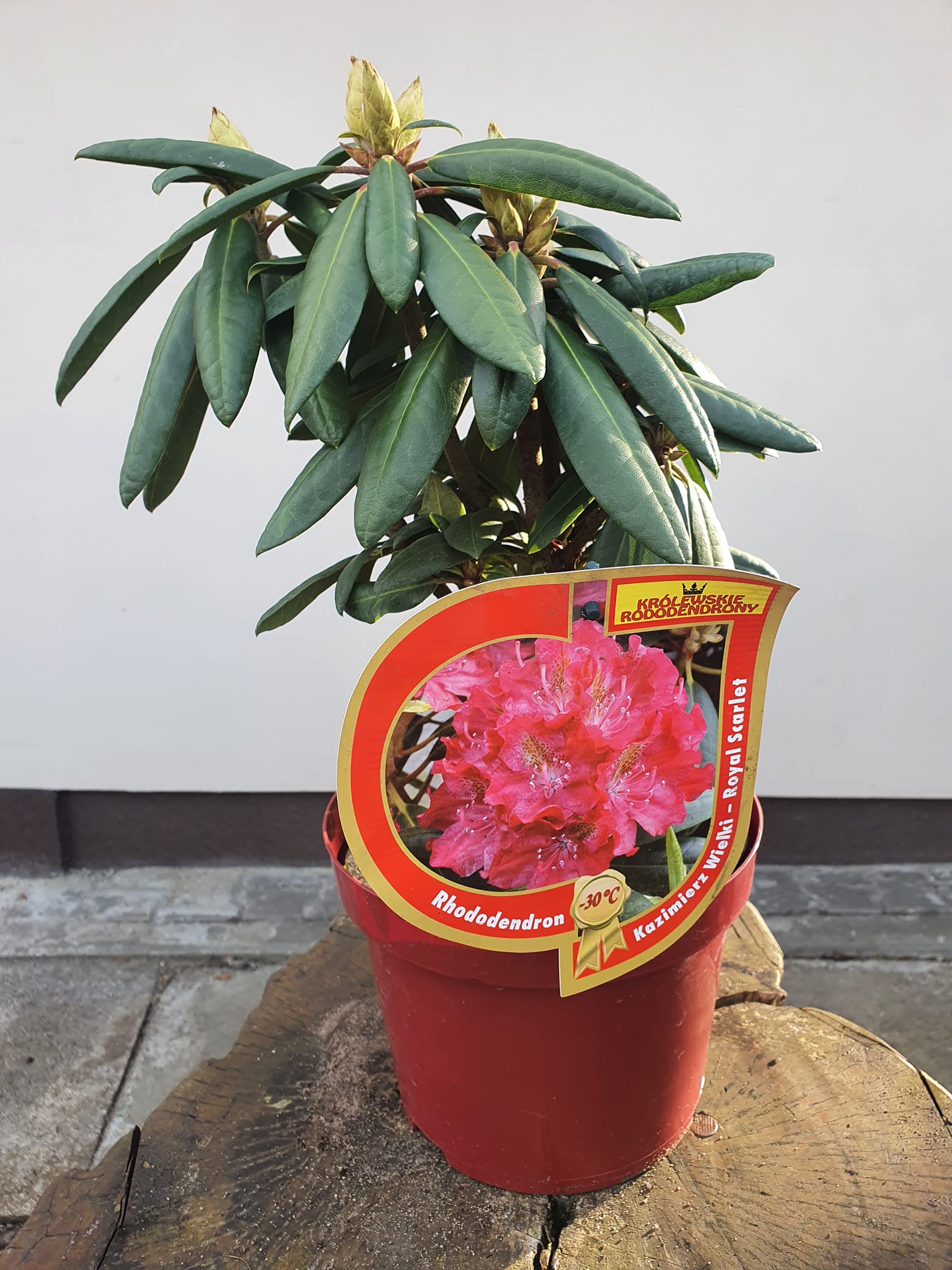 Różaneczniki i azalie czerwony sadzonka w pojemniku 3-5l 40-40 cm ...