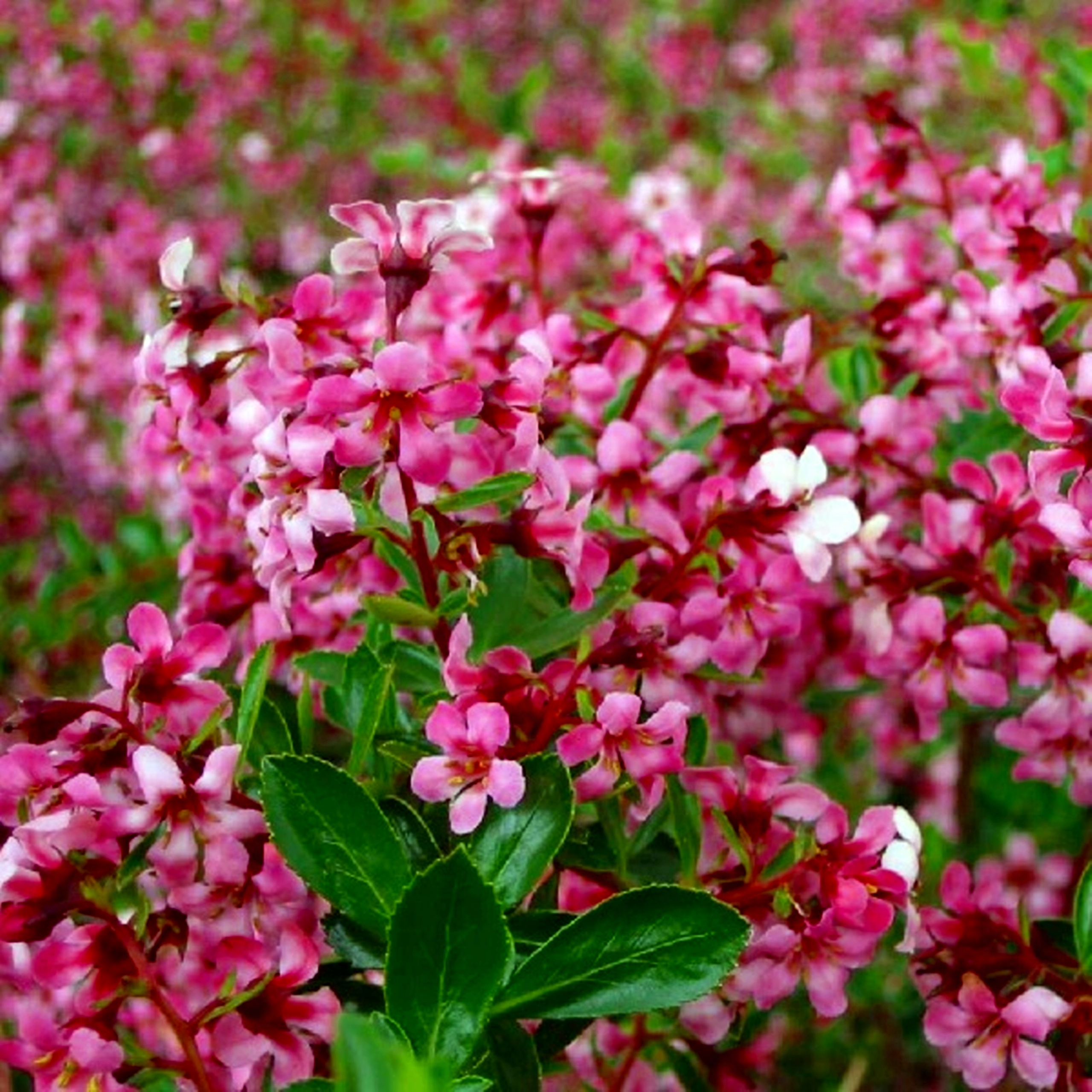 ESCALLONIA 'DART'S ROSY RED' ESKALONIA • Cena, Opinie • Drzewa i krzewy ...