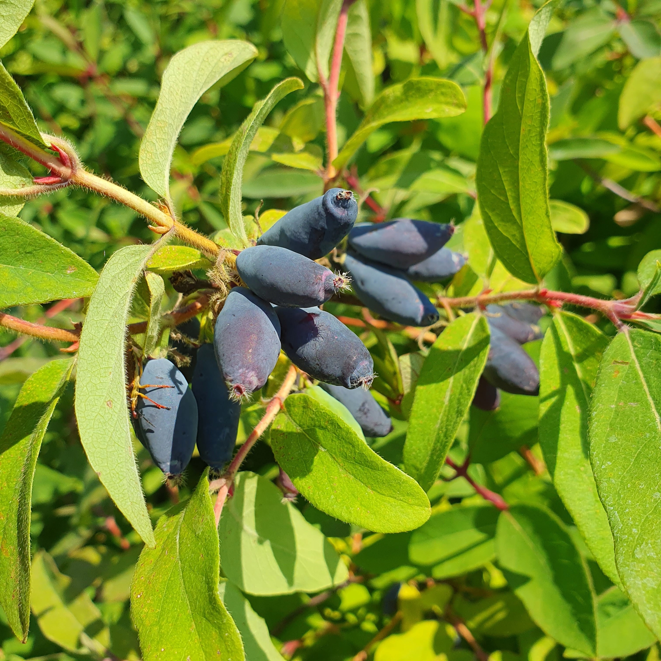 Borówki i jagody Vostorg sadzonka w pojemniku 0,5-1l 30-60 cm ...