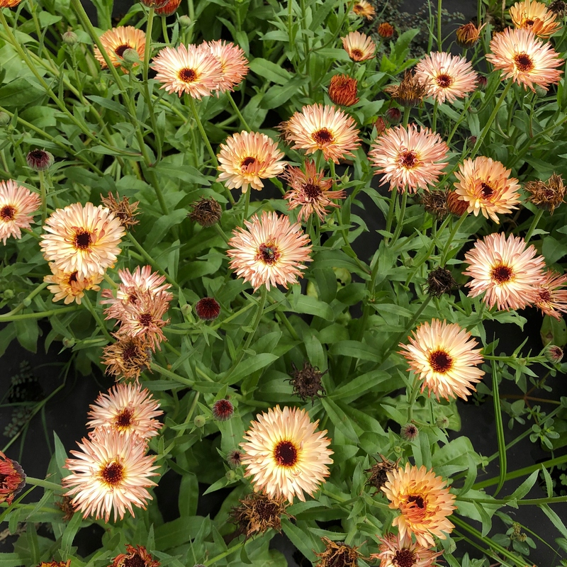 Sunset Buff Nagietek - Niska cena na Allegro