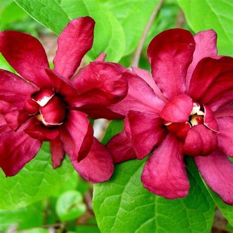 Kielichowiec HARTLAGE WINE • Cena, Opinie • Drzewa i krzewy liściaste ...