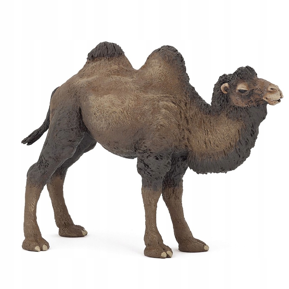 Velbloud Egypt - Nízká cena na Allegro