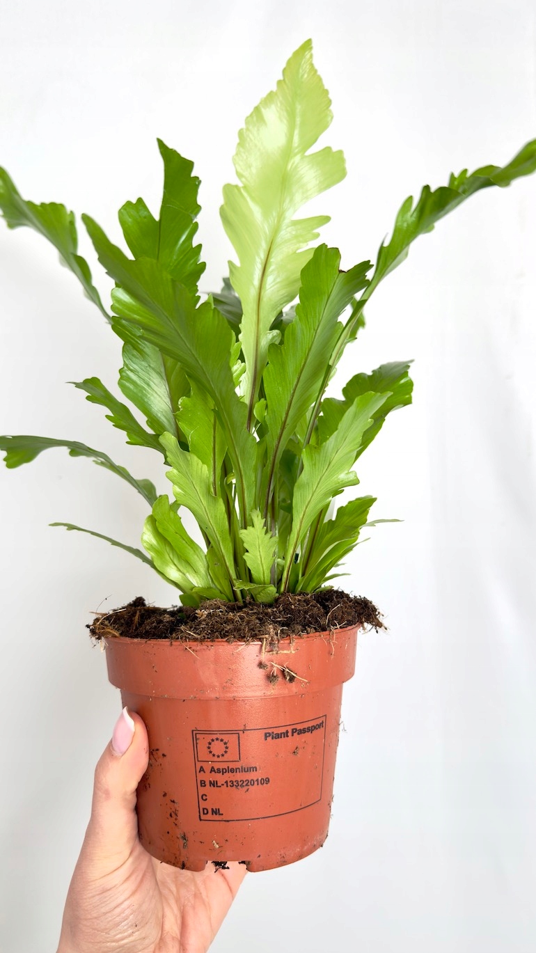 Paproć sadzonka w pojemniku do 0,5l (8720496304353) • Cena, Opinie ...