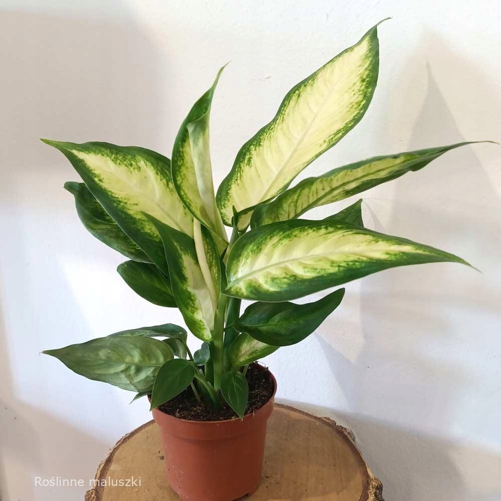 Dieffenbachia Camilla roz.S (difenbachia) • Cena, Opinie • Rośliny ...