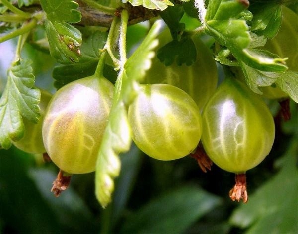Agrest biały TRIUMF sadzonka z gołym korzeniem 100-120 cm ...