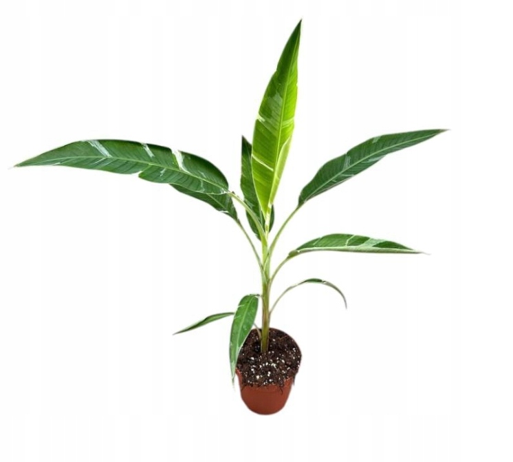 bananowiec Musa Florida Variegata DØ17cm • Cena, Opinie • Rośliny ...