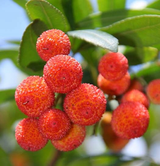 Drzewo truskawkowe sklep-nasienny. • Cena, Opinie • Rośliny owocowe ...