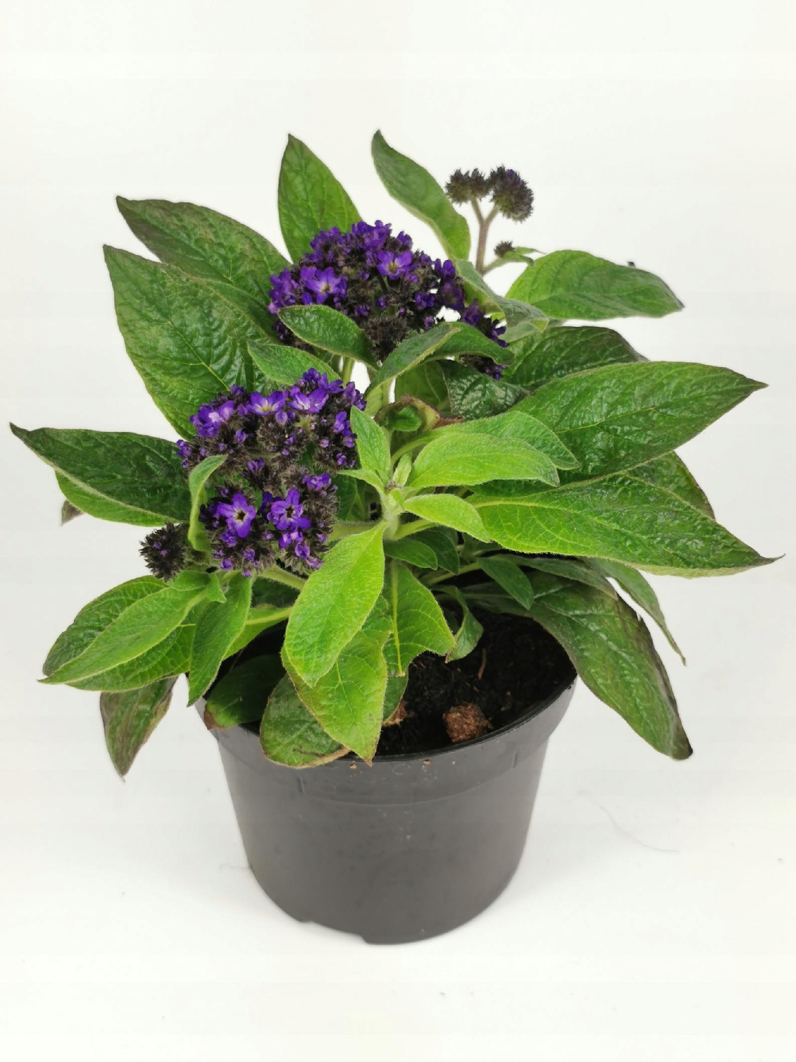 Heliotrop Peruwiański 13629746184 - Allegro.pl