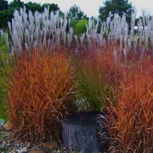 Miskant chiński AFRICA Miscanthus sinensis • Cena, Opinie • Trawy ...