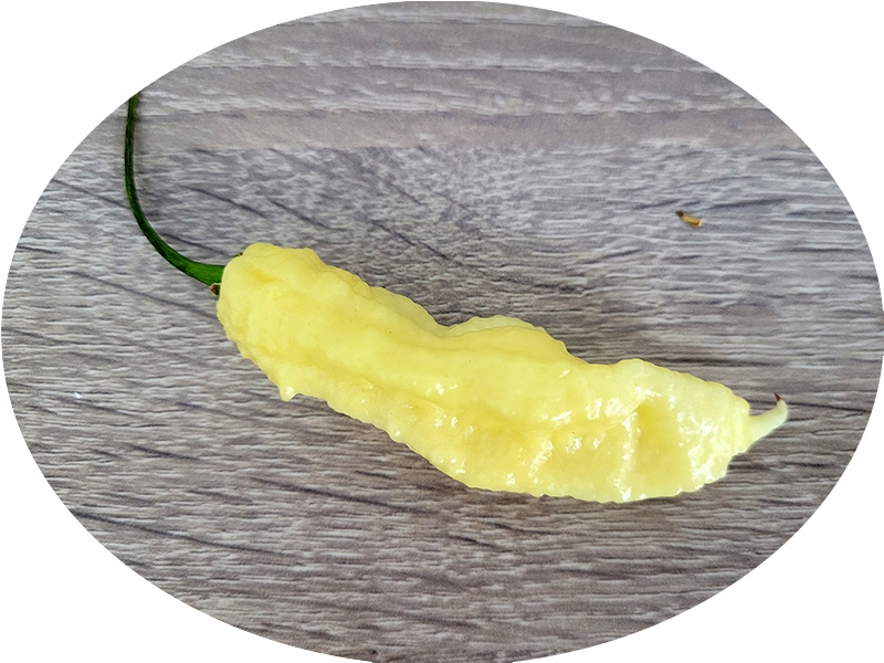 White Ghost Scorpion Jay's T-E MEGA erős chili paprika magok kertbe ...