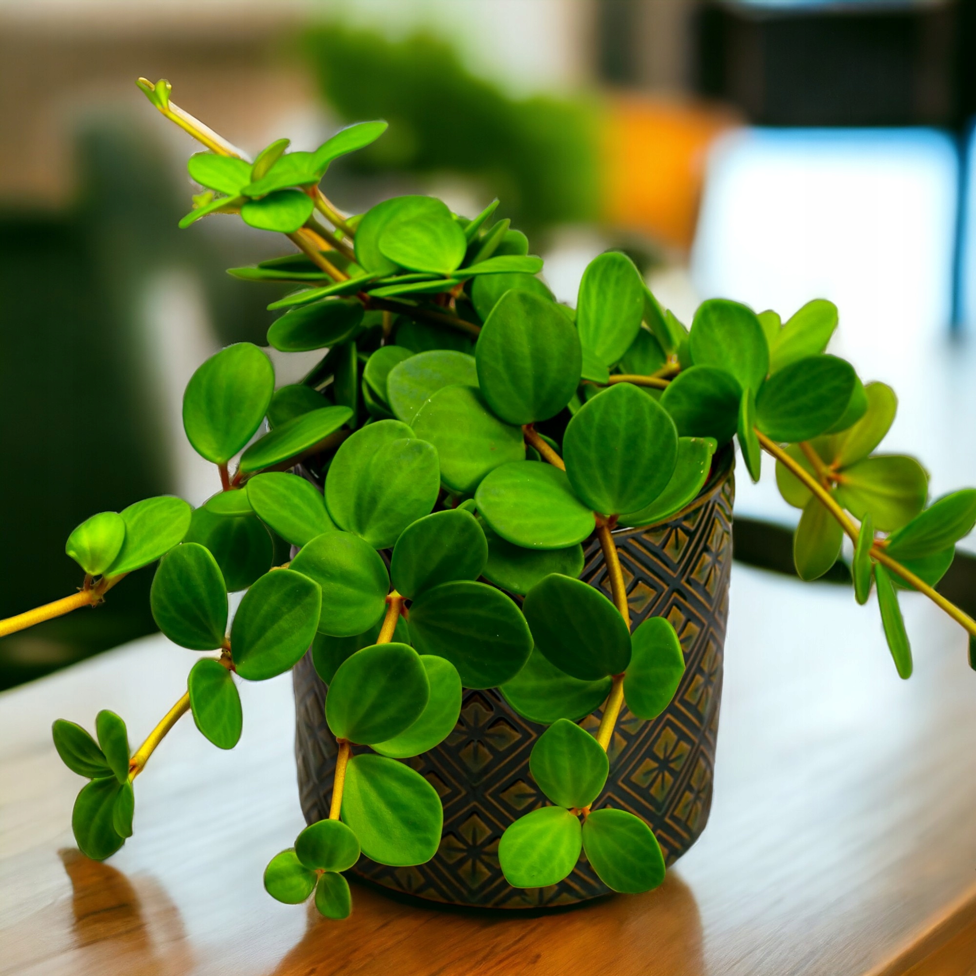 Peperomia Hope szybko rosnąca D6cm łatwa uprawa ROŚLINA IDEALNA NA ...