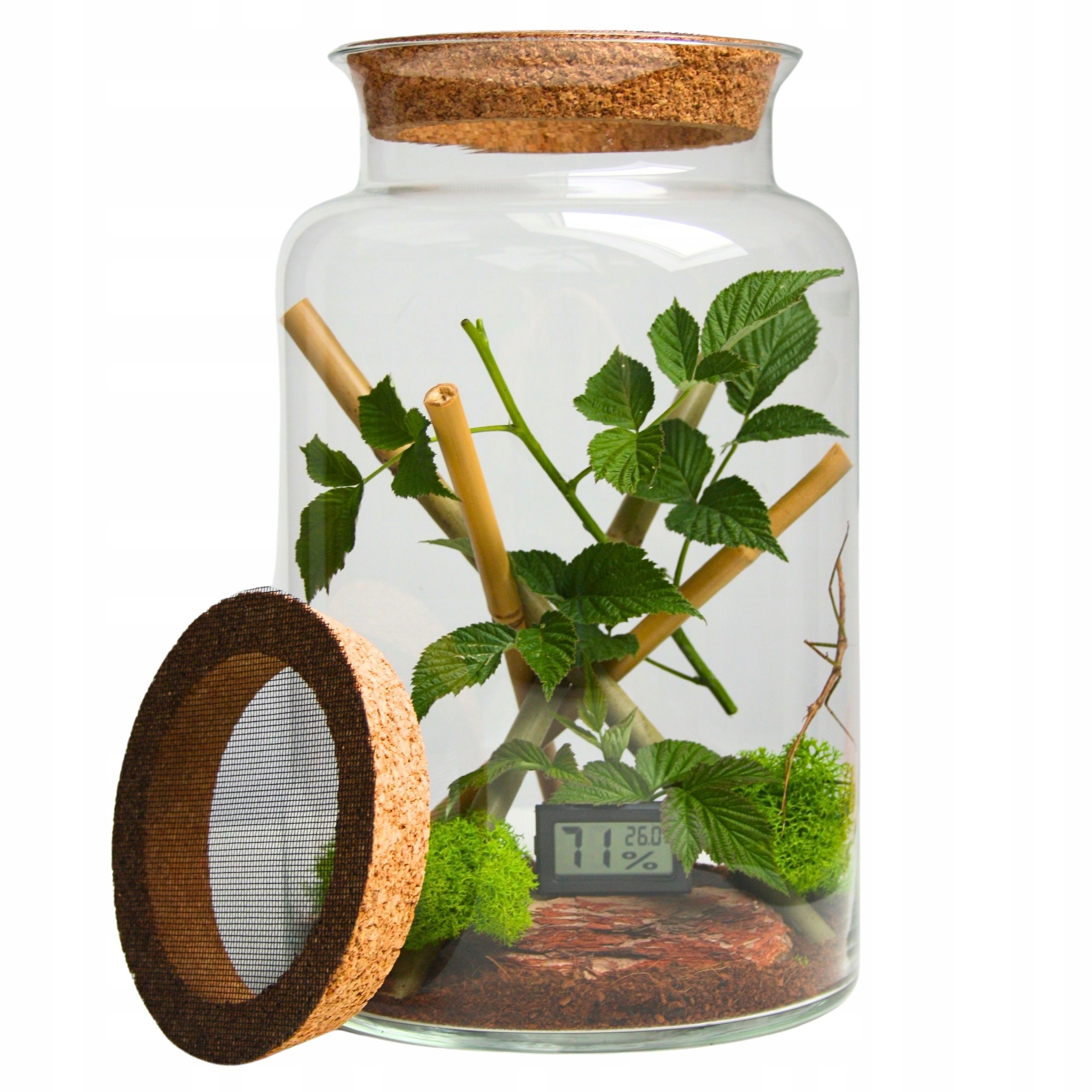 TERRARIUM DLA PATYCZAKA 30cm ZESTAW DO HODOWLI • Cena, Opinie ...