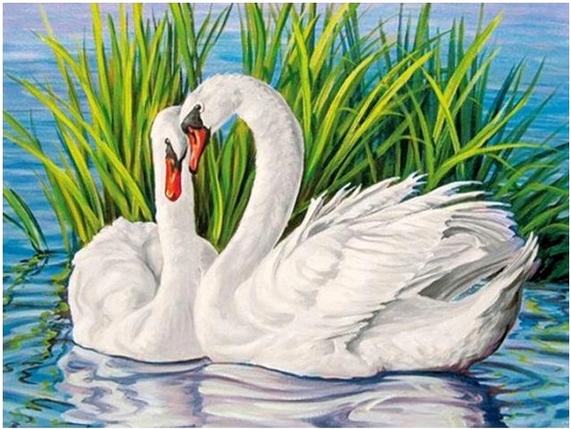 Malowanie Po Numerach Łabędzie Obraz Z RAMĄ 40x50 (5904844558251 ...