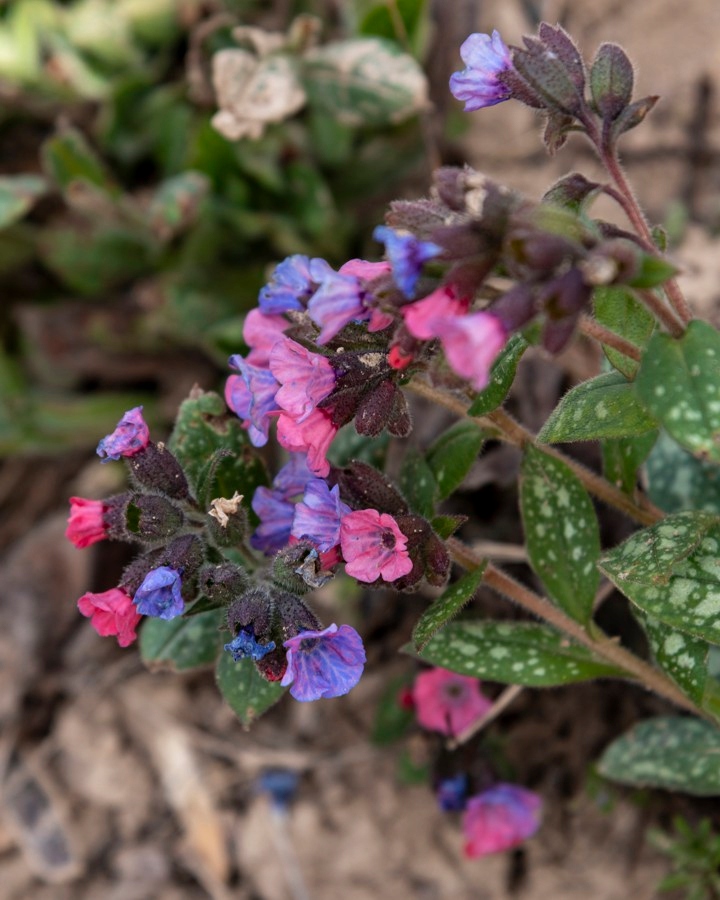 Miodunka TREVI FOUNTAIN (Pulmonaria hybrida) P9 • Cena, Opinie • Byliny ...