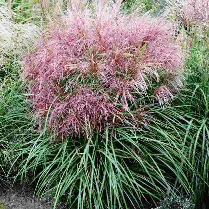 Trawa ozdobna Miskant chiński POLONUS 150cm 2L • Cena, Opinie • Trawy ...