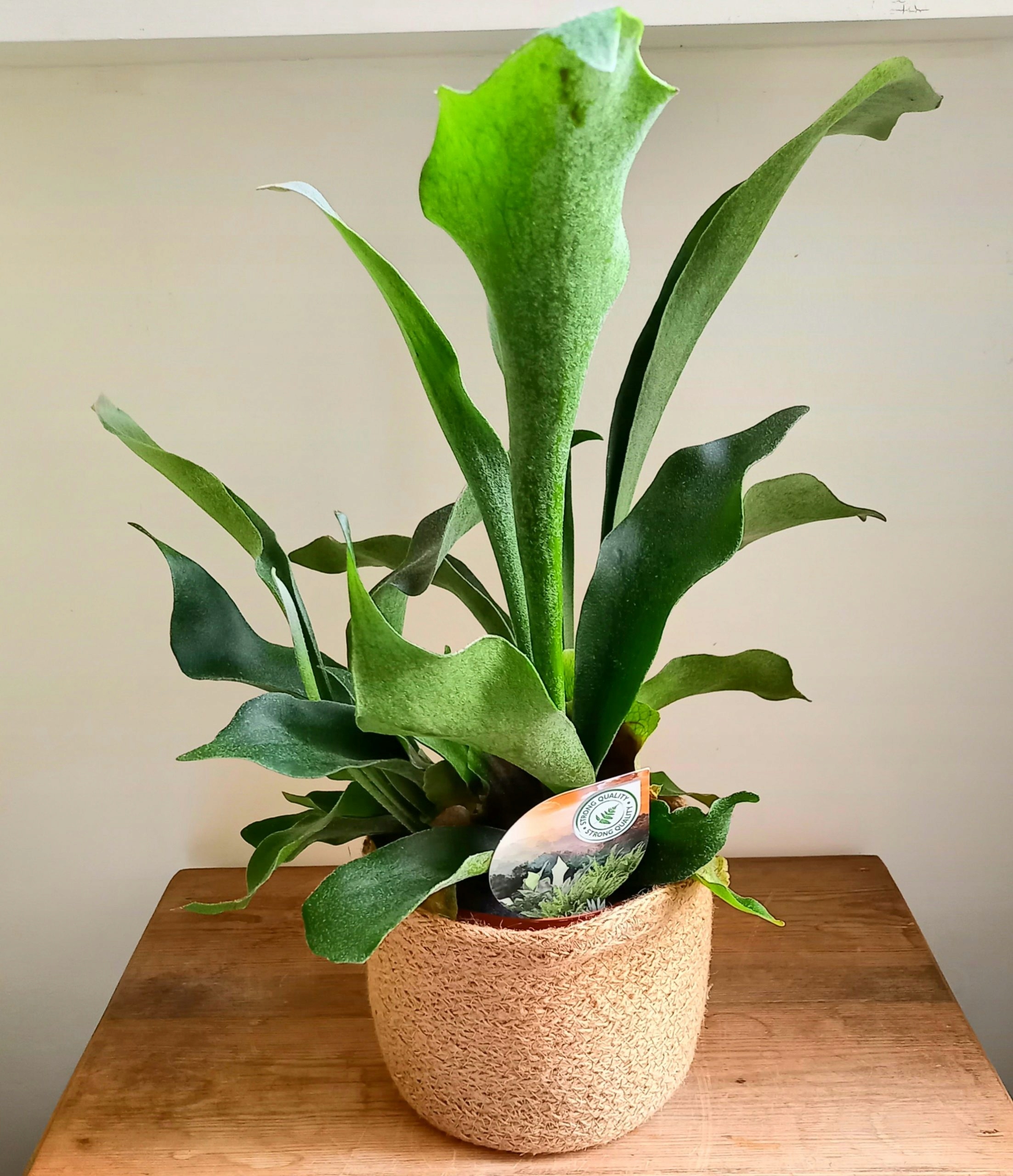 Łosie Rogi - Rośliny i kwiaty doniczkowe - największy wybór roślin ...