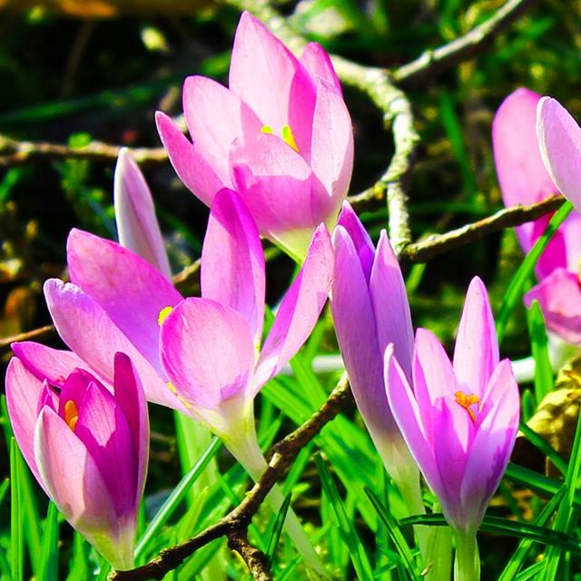 Krokus Jesienny Zonatus - Bulwy, cebulki, kłącza - Największy wybór ...