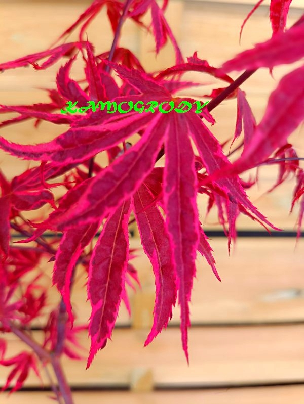 Klon Palmowy Pink Passion - Rośliny ogrodowe - Największy wybór roślin ...