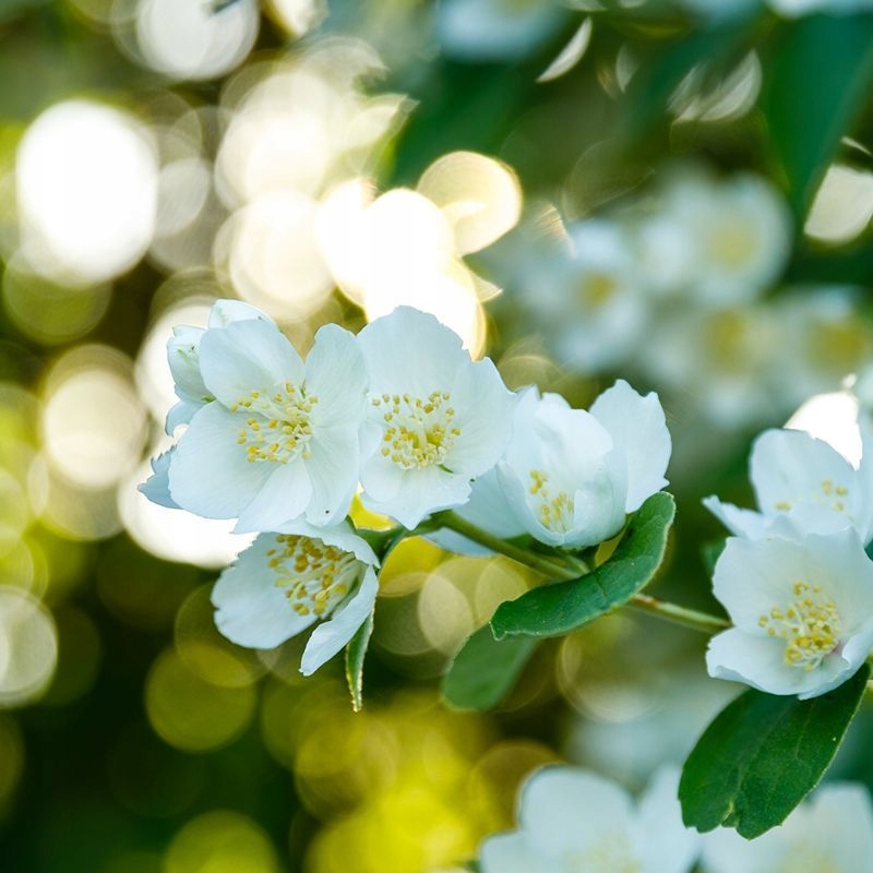 Jaśminowiec wonny | P9 • Cena, Opinie • Drzewa i krzewy liściaste ...