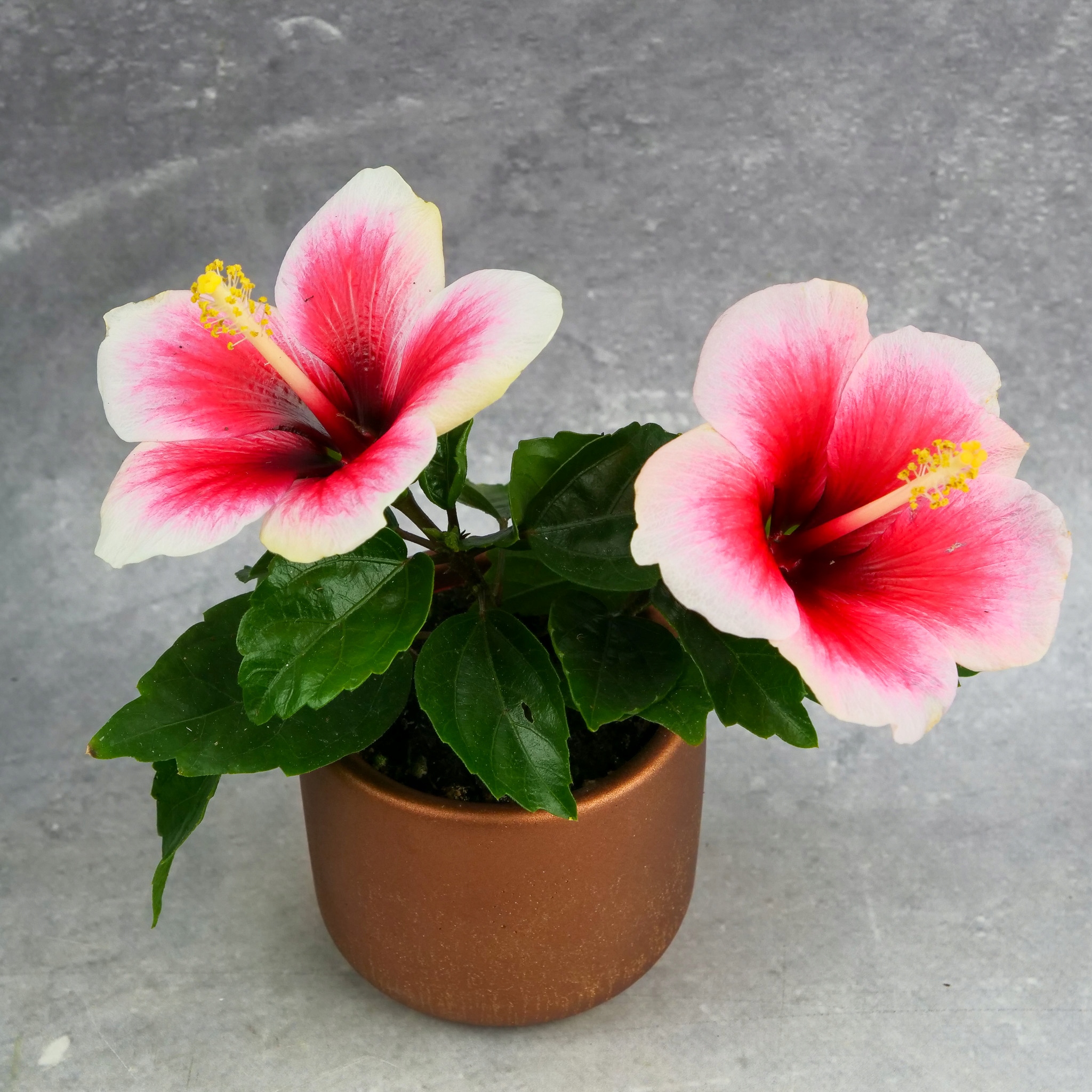 HIBISKUS 'HIBISCUS' kwitnące sadzonki - Piękne kwiaty! Doniczka 6cm ...