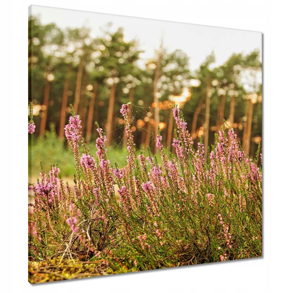 Vászonkép 70x70 Pókhálóval fonott hanga za 7775.00HUF-ért - Allegro