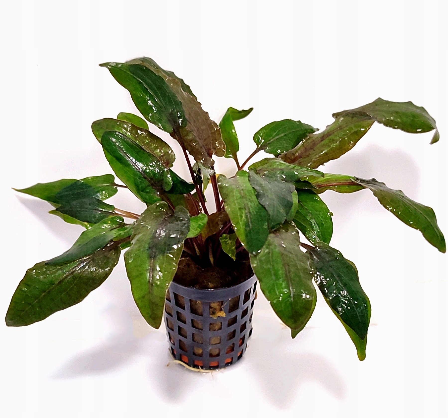 Cryptocoryne Wendtii Tropica Koszyk Rośliny Akwarium (5901289210621 ...
