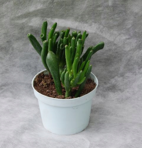 GRUBOSZ CRASSULA KWEKERIJ OVATA GOLLUM HOBBIT sadzonka w pojemniku 0,5 ...