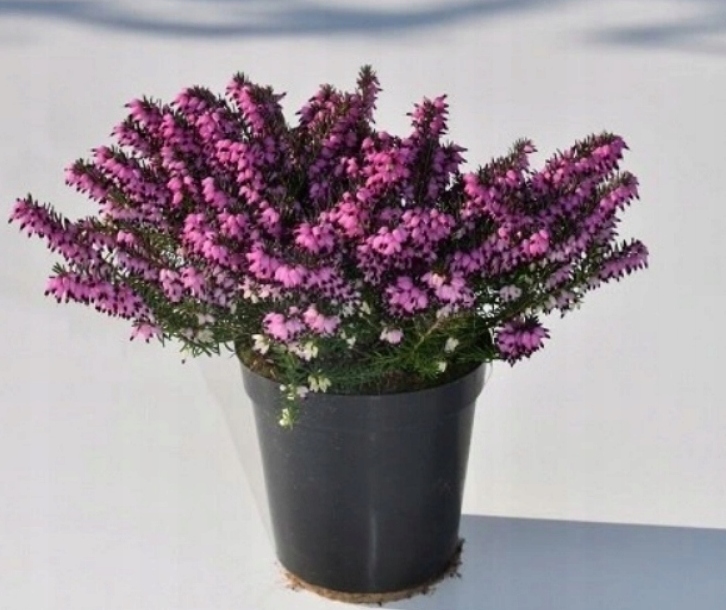 Wrzosy i wrzośce różowy sadzonka w pojemniku do 0,5l • Cena, Opinie ...