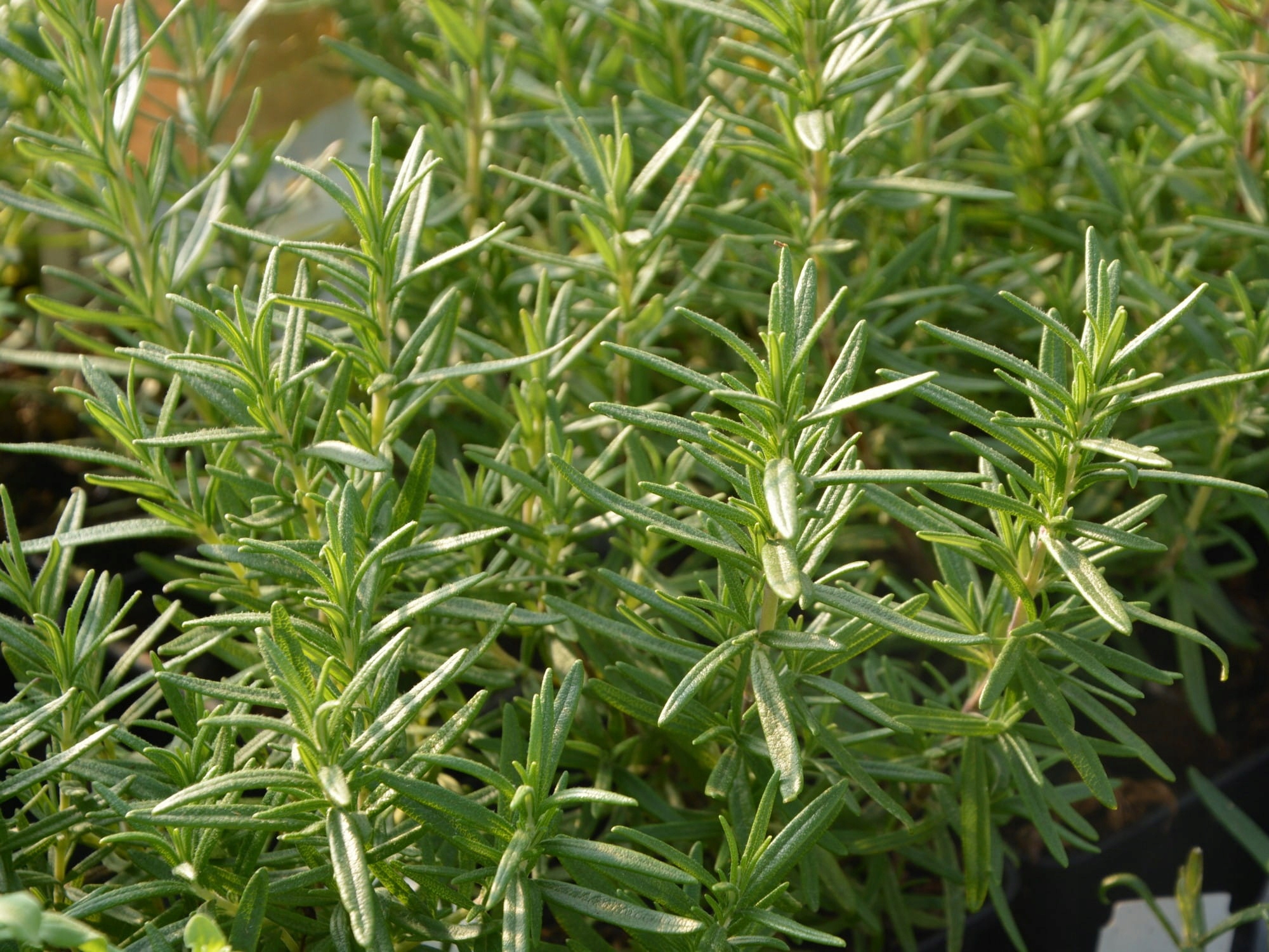 Rozmaryn lekarski zioło lecznicze - eko sadzonka • Cena, Opinie • Zioła ...