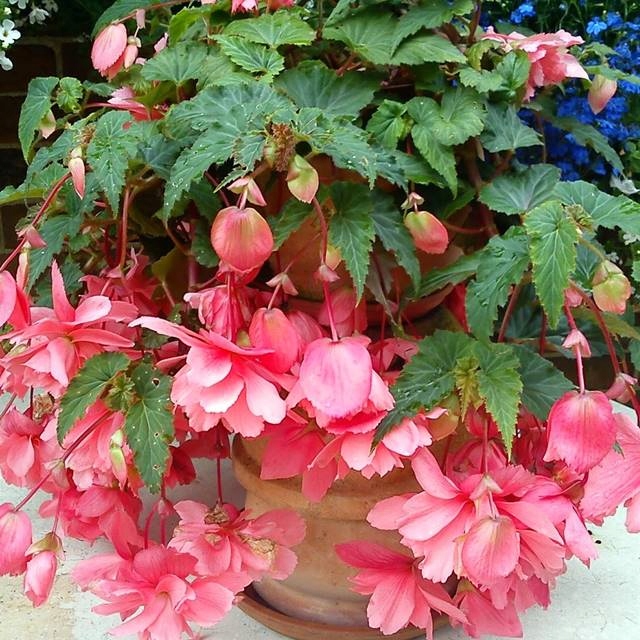 Begonia pendula zwisająca różowa 1 szt. (A0955) • Cena, Opinie • Bulwy ... Begonia pendula zwisająca różowa 1 szt. (A0955) • Cena, Opinie • Bulwy ...