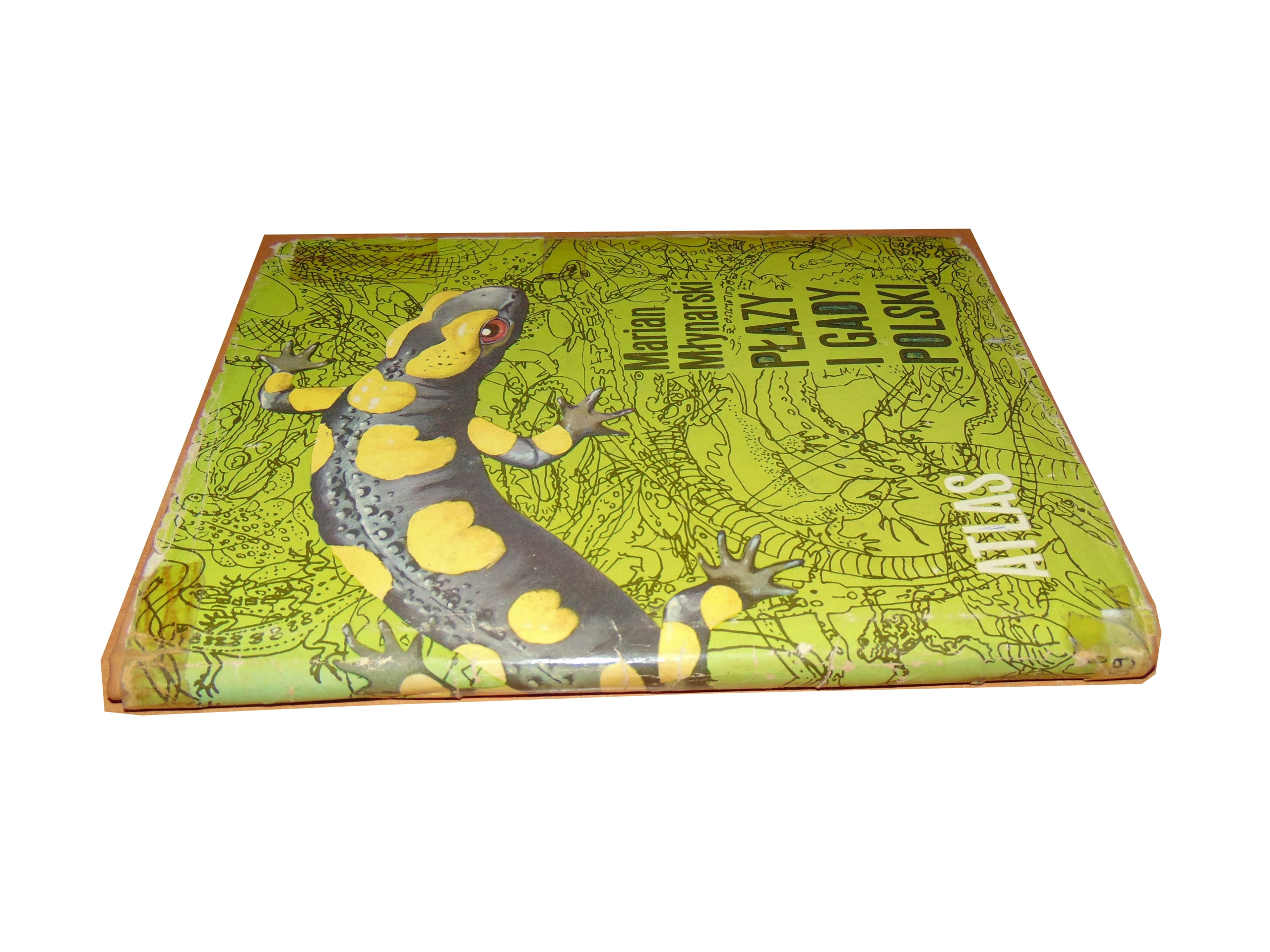 Płazy i gady Polski. Atlas M.Młynarski • Cena, Opinie - Allegro