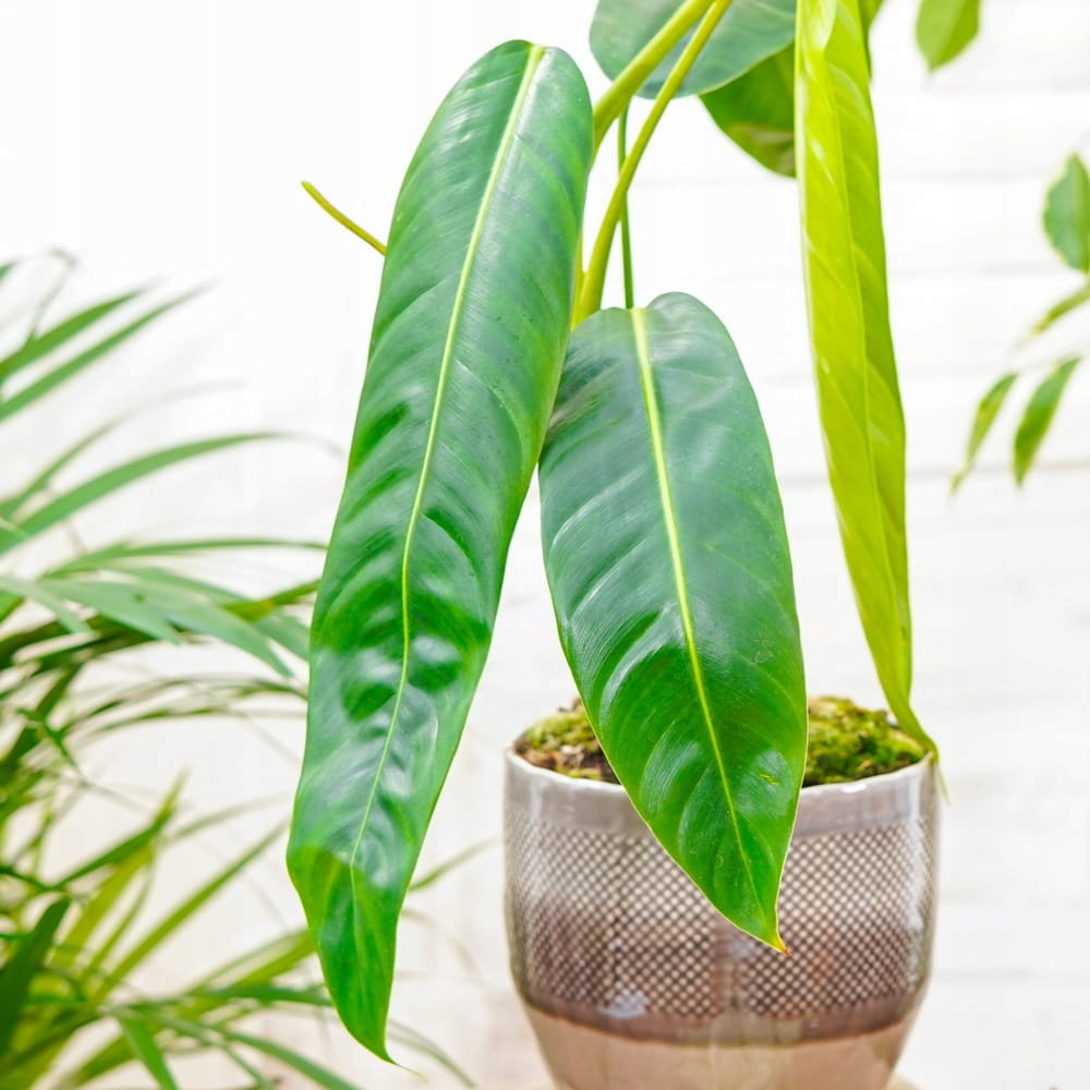 Philodendron patriciae - FILODENDRON smukłe liście (7D9B-381CD) • Cena ...