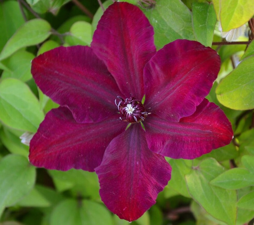 Powojnik 'Perida' PBR (Clematis) • Cena, Opinie • Rośliny pnące 16605343097 • Allegro