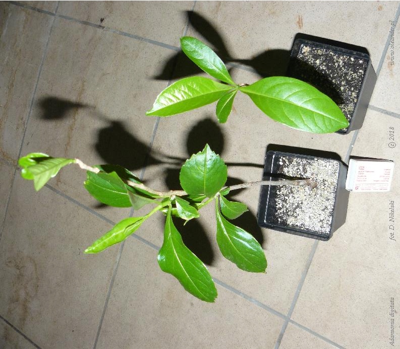 Baobab adansonia digitata sadzonka w doniczce (nie dotyczy) • Cena ...