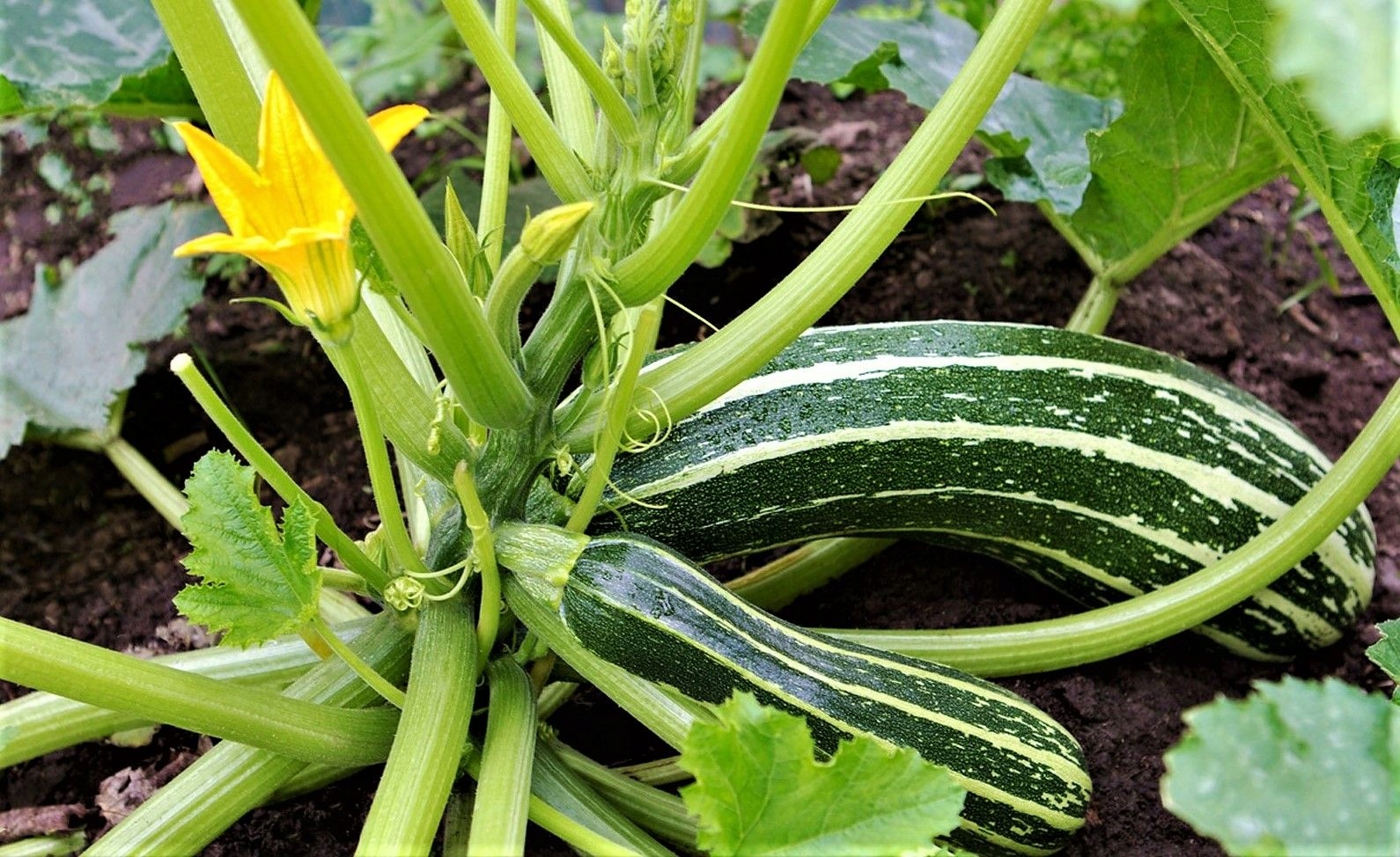 Cocozelle nasiona 1 g (5905215173516) • Cena, Opinie • Warzywa ...