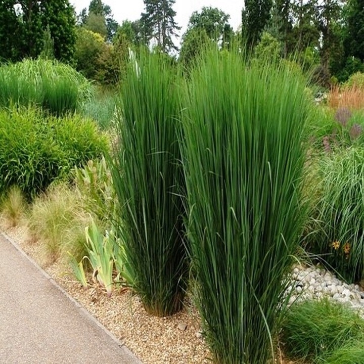 PROSO RÓZGOWATE ODM. NORTHWIND SADZONKA W P9 • Cena, Opinie • Trawy ...