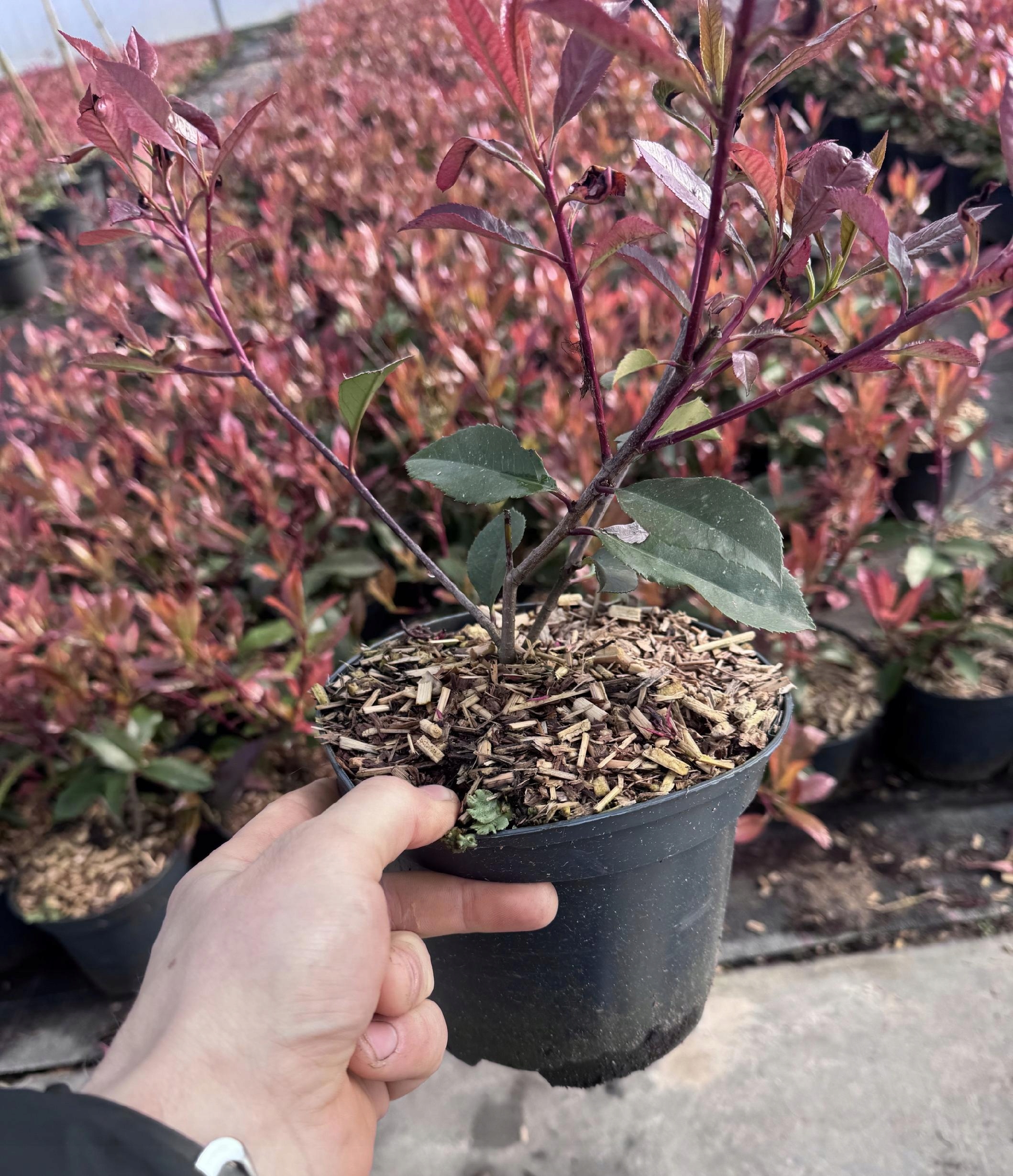 Głogownik sadzonka w pojemniku 2-3l 30-60 cm • Cena, Opinie • Drzewa i ...