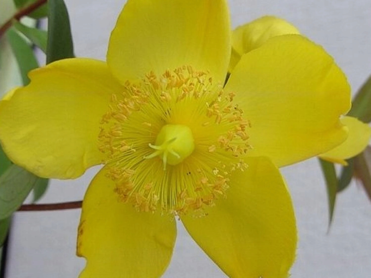 Orbáncfű (Hypericum calycinum) 'Sonnenkind' változat (C5-ös konténer ...