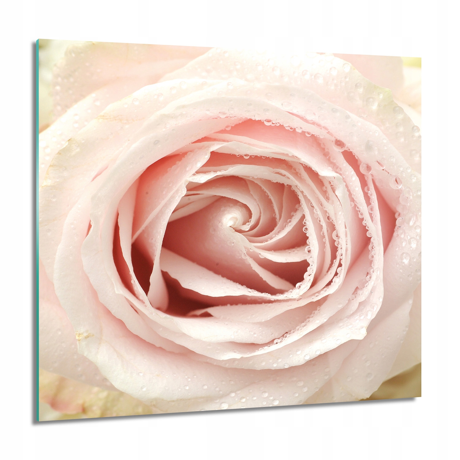 Róża pąk rosa kwadrat Foto szklane ścienne 60x60 • Cena, Opinie ...