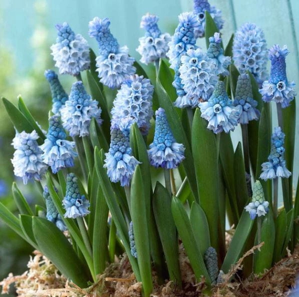 Szafirki Musari Azerum cebulki 20szt (5902815988274) • Cena, Opinie ...