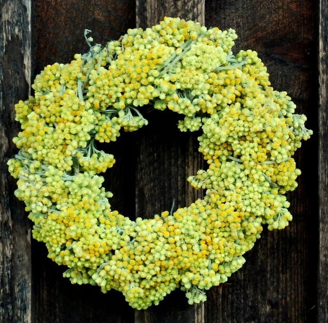 Kocanka piaskowa, Helichrysum arenarium, lek • Cena, Opinie - Allegro