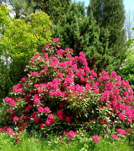 Rodendron - Niska cena na Allegro