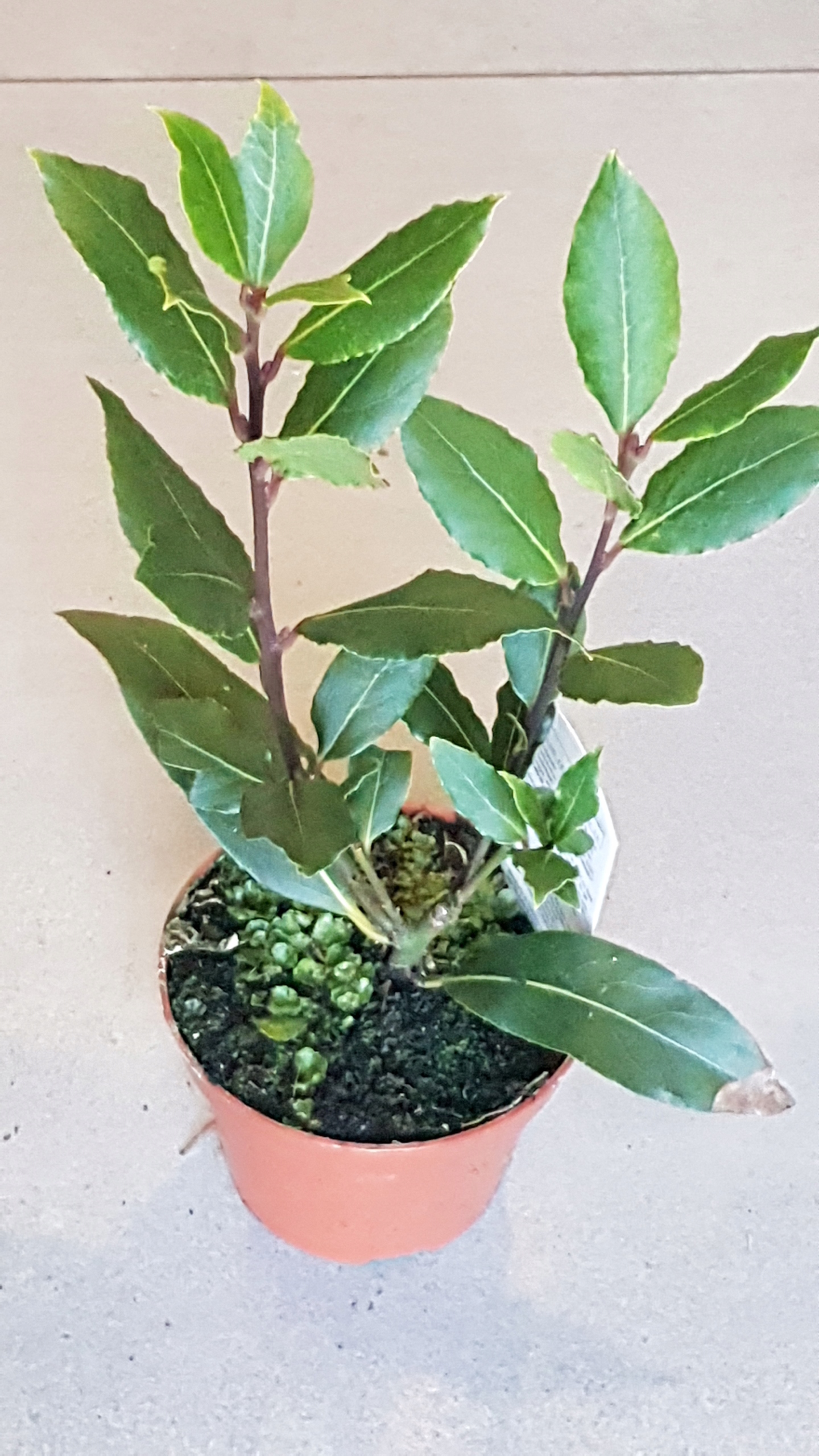 Laurus nobilis liść laurowy sadzonka w pojemniku 0,5-1l • Cena, Opinie ...