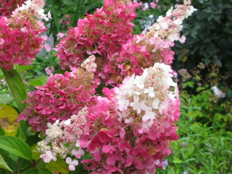 Hortensja Bukietowa Pinki Winki - Niska cena na Allegro.pl