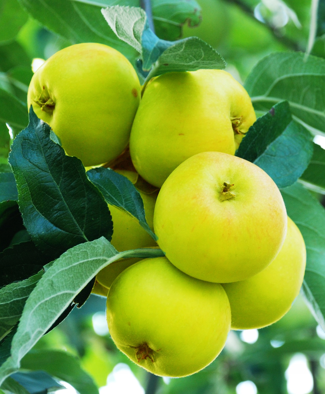 Jabłoń KOLUMNOWA ŻÓŁTA duży owoc SŁODKA na soki • Cena, Opinie ...